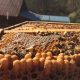 Do You Have a Drone Laying Queen?- Carolina Honeybees