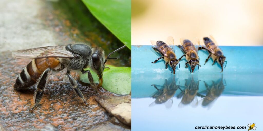How to Provide Water for Bees- Carolina Honeybees