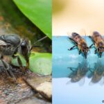 Providing Bees Drinking Water Safely - Carolina Honeybees