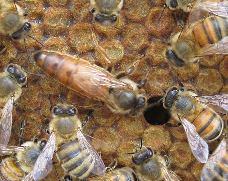 The Role of the Queen Bee - Carolina Honeybees The Role of the Queen Bee - Carolina Honeybees