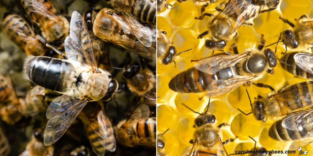 How to Find the Queen Bee in Your Hive - Carolina Honeybees