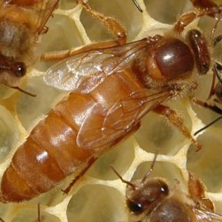 How to Find the Queen Bee - Carolina Honeybees