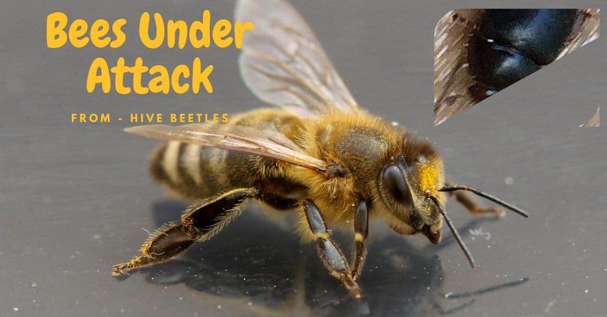 Ultimate Guide to Small Hive Beetle Treatment - Carolina Honeybees