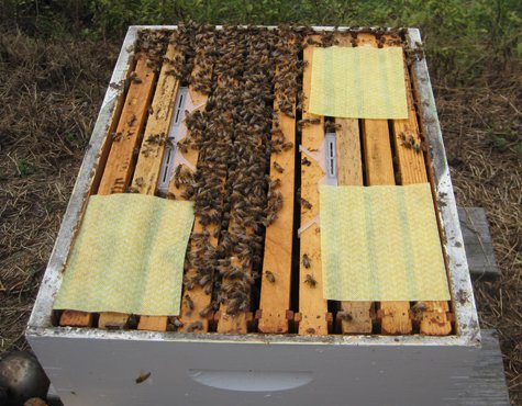 Ultimate Guide to Small Hive Beetle Treatments - Carolina Honeybees