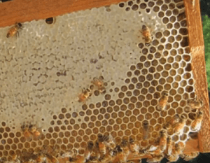 Processing Beeswax Cappings - A Treasure from the Beehive - Carolina ...