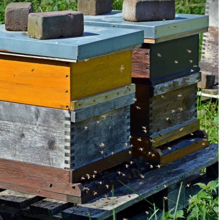 How to Set Up an Apiary (Bee Yard) - Carolina Honeybees