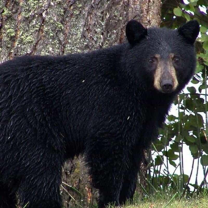 How to Build an Electric Bear Fence - Carolina Honeybees