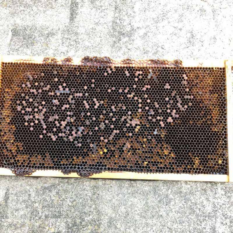 Finding a Dead Beehive in Your Apiary Carolina Honeybees