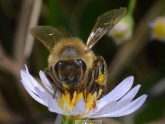 Beekeeping-Step into the World of Honey Bees