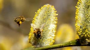 Pollen Feeder for Bees-Make Your Own - Carolina Honeybees