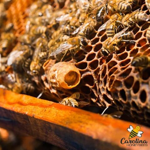 Queen Cells in the Beehive: Why They Happen- Carolina Honeybees