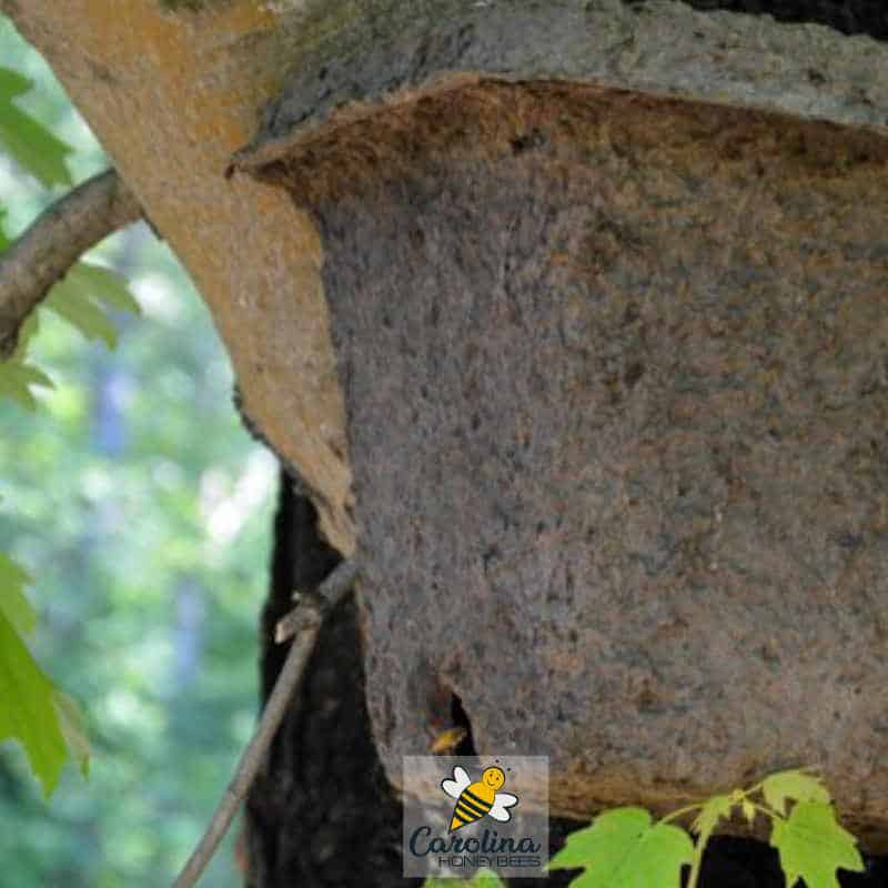 Attracting a Honey Bee Swarm to a Swarm Trap - Carolina Honeybees