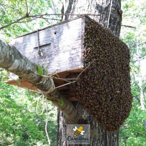 Beehive Inspection- {What to Look For} - Carolina Honeybees