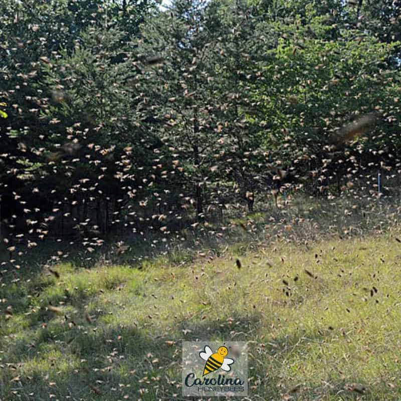 Catching a Honey Bee Swarm in a Tree or Bait Hive - Carolina Honeybees