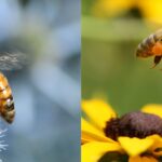 How do Bees Fly? (A Simple Guide) - Carolina Honeybees
