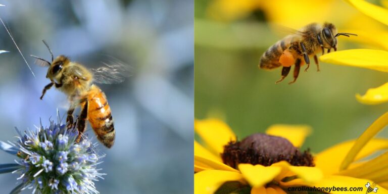 How Do Bees Fly?- Carolina Honeybees