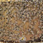 Bee Reproduction: Mating of Bees - Carolina Honeybees