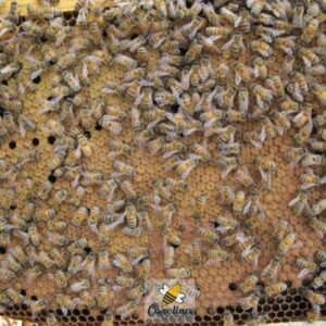 How do Bees Reproduce? - Carolina Honeybees