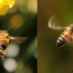 How do Bees Fly? (A Simple Guide) - Carolina Honeybees