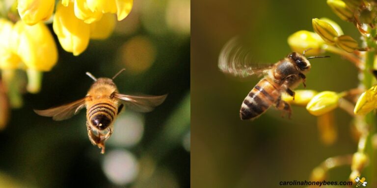 How Do Bees Fly?- Carolina Honeybees