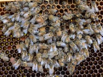 Queen Bees - Their Role in the Colony - Carolina Honeybees