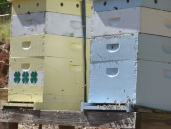 Bee Bearding: What Does it Mean? - Carolina Honeybees