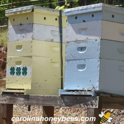 How to Move a Beehive - Carolina Honeybees