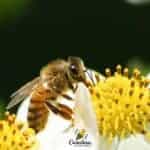 Overcoming a Fear of Bees - Apiphobia - Carolina Honeybees