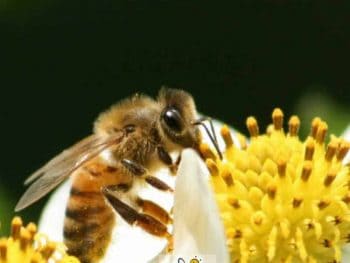 Why Do Honey Bees Sting - How to Avoid Stings