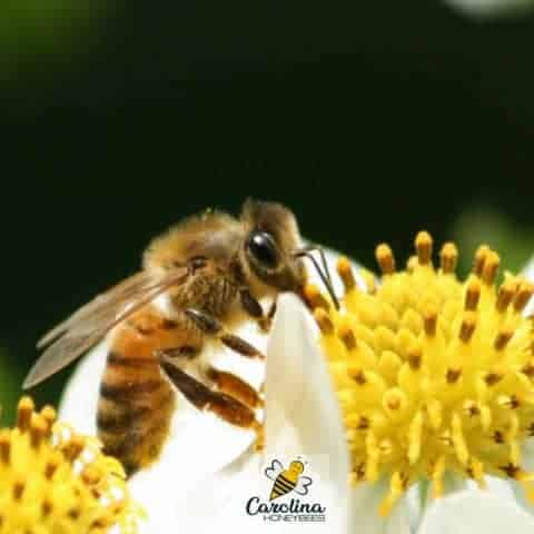 What is Apiphobia - Fear of Bees? - Carolina Honeybees