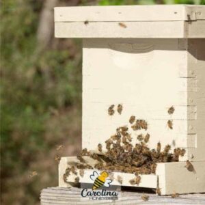 What is a Bee Nuc? - Carolina Honeybees