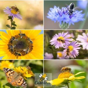 Why Bees are Important to You - Carolina Honeybees