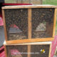 How to Buy Bee Packages for Your Hive - Carolina Honeybees