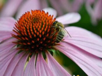 12 Best Flowering Trees for Bees - Carolina Honeybees