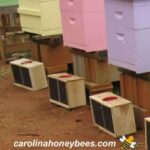 How to Buy Bees for Your Hive - Carolina Honeybees