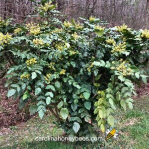 Bee Bushes & Shrubs for Your Pollinator Garden - Carolina Honeybees