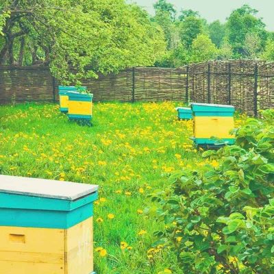 How to Set Up a Bee Yard or Apiary - Carolina Honeybees