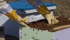 Bee Protective Clothing-What You Need - Carolina Honeybees