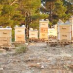 Choosing the Best Types of Beehives - Carolina Honeybees