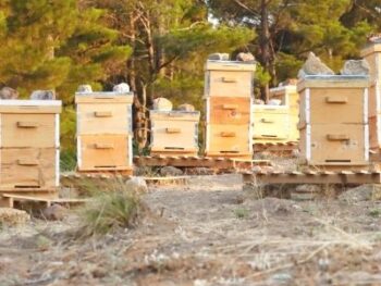 What is an Apiary-Beekeeper Know How - Carolina Honeybees
