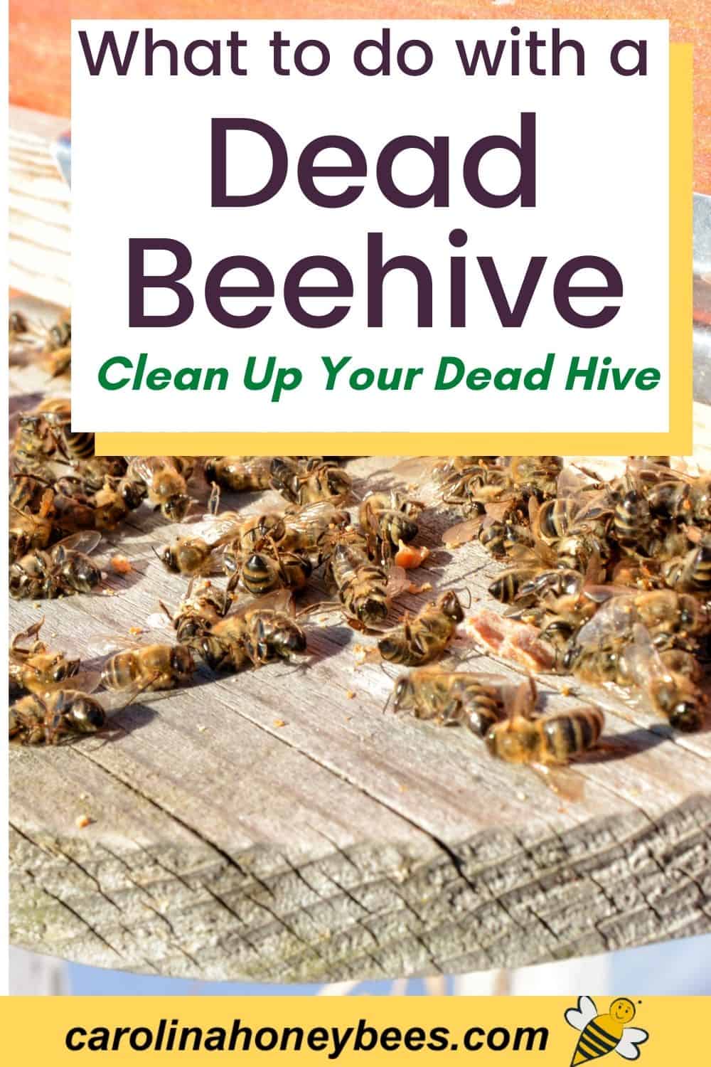 What to do with a Dead Beehive? - Carolina Honeybees