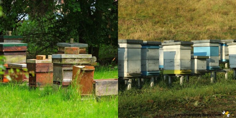 What is a Beehive?- Carolina Honeybees