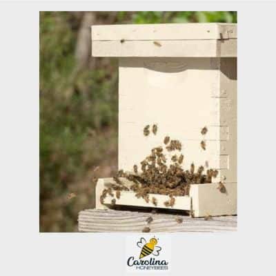 Installing a Nucleus Colony with Ease - Carolina Honeybees