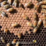 Bee Brood - Everything You Need to Know - Carolina Honeybees