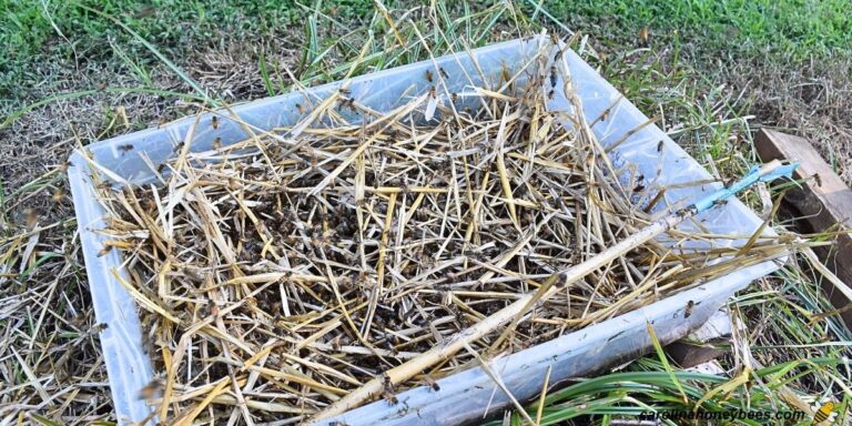 Bee Feeder Comparison: Which Feeder is Best for Your Bees?- Carolina ...