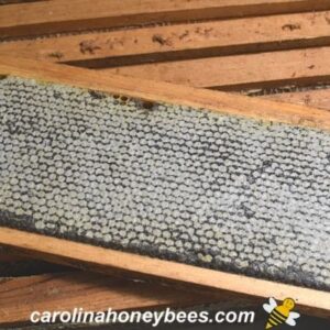 How to Harvest Honey from Bees - Carolina Honeybees