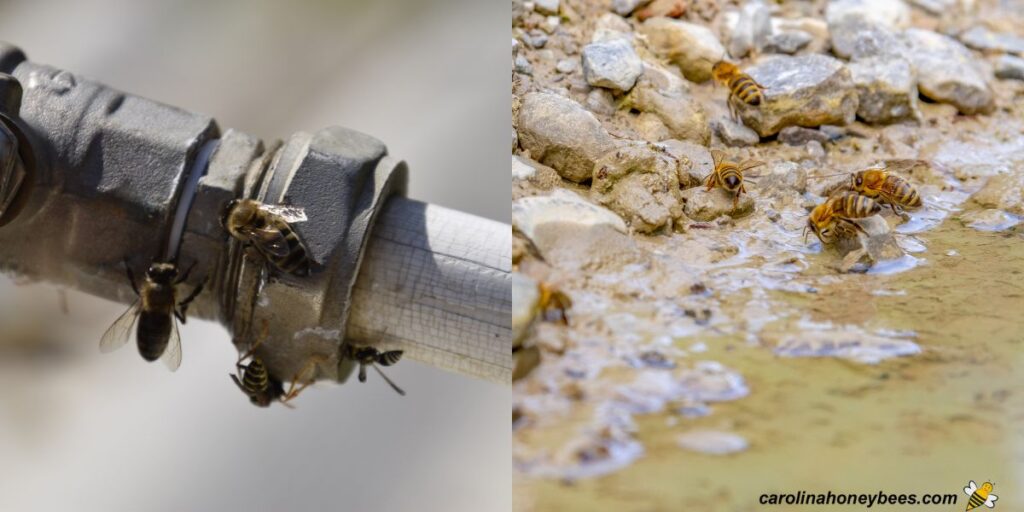 How to Provide Water for Bees- Carolina Honeybees