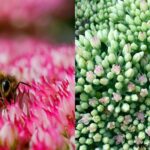 Top Fall Flowers for Bees - Carolina Honeybees