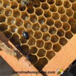 Small Hive Beetles-What Beekeepers Need to Know - Carolina Honeybees