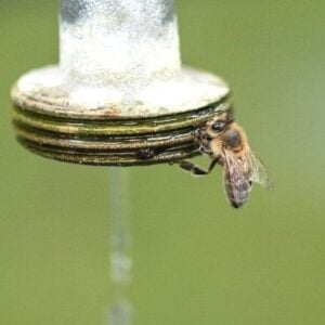 How to Build a Small Bee Waterer - Carolina Honeybees